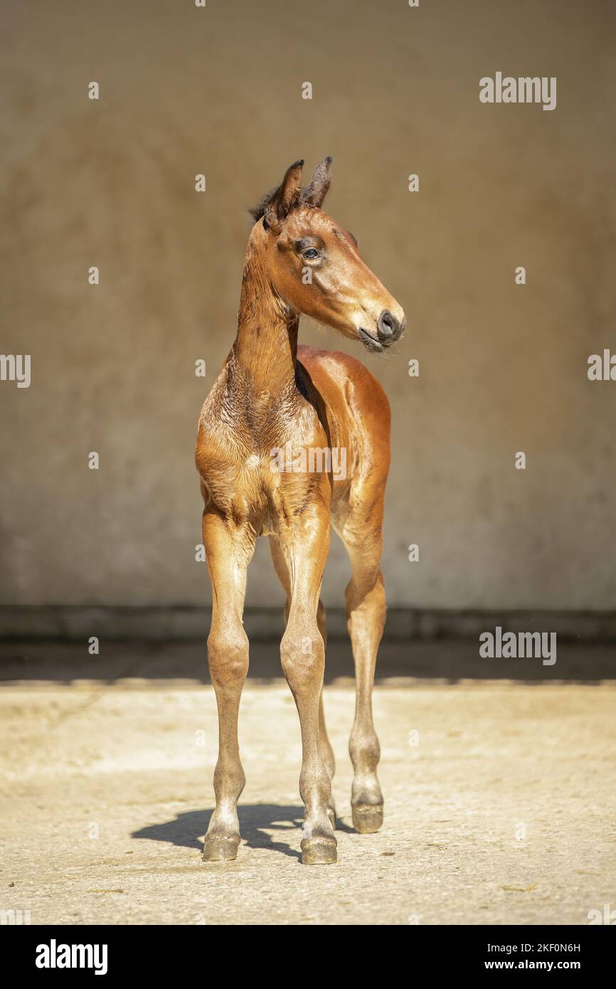 Holstein Horse Foal Stock Photo - Alamy