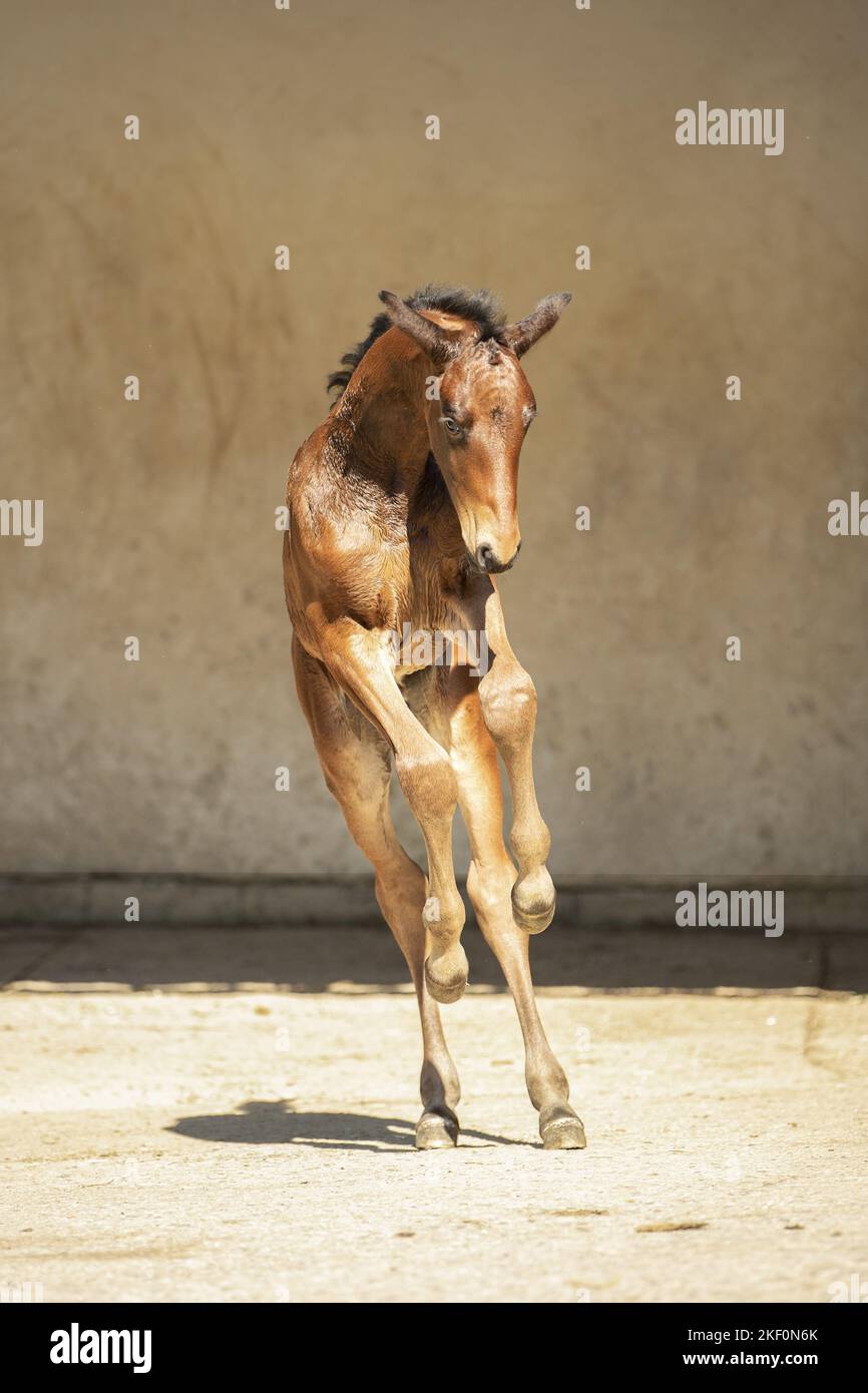 Holstein Horse Foal Stock Photo - Alamy