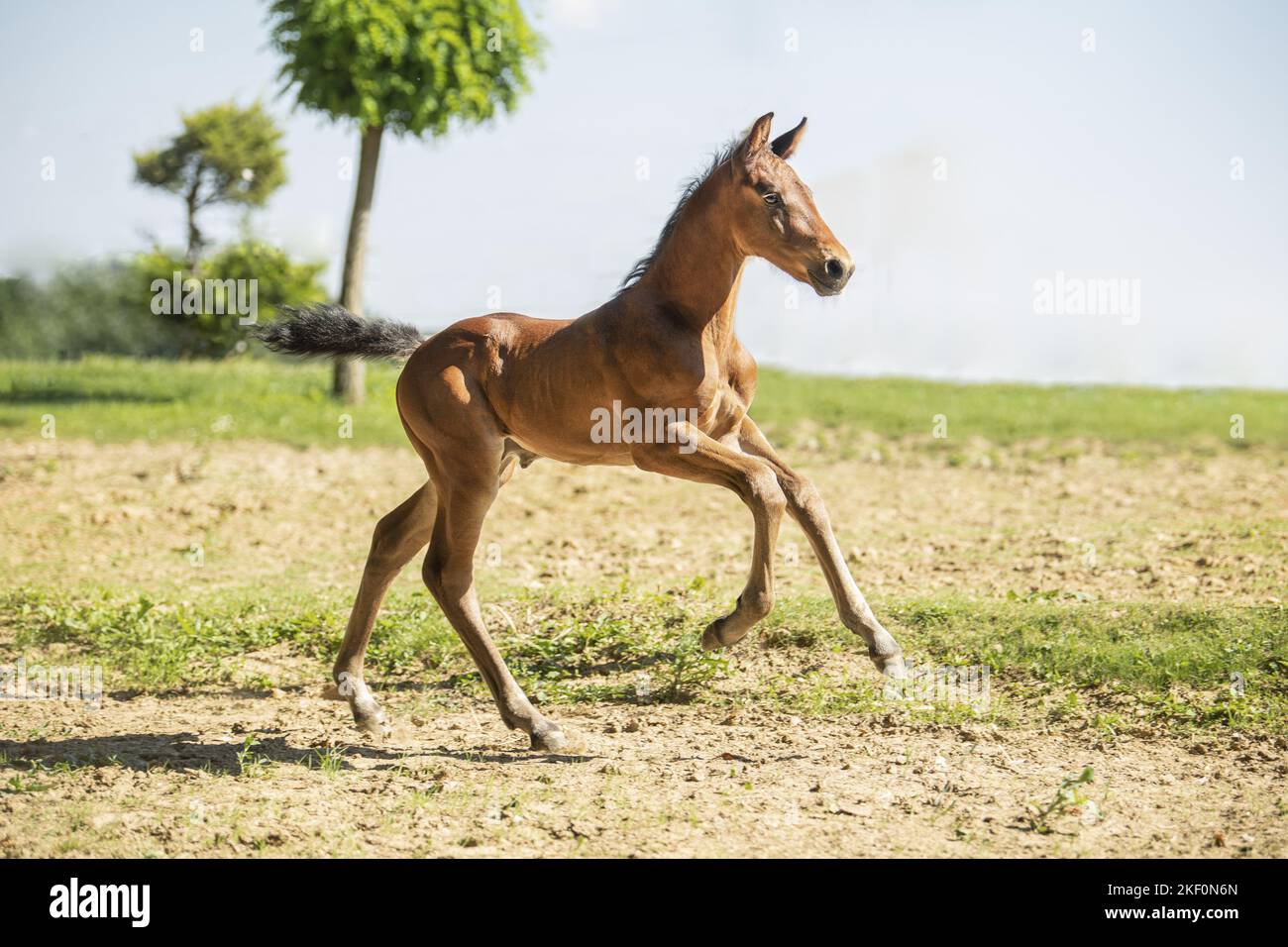 Strip grazing horse hi-res stock photography and images - Alamy