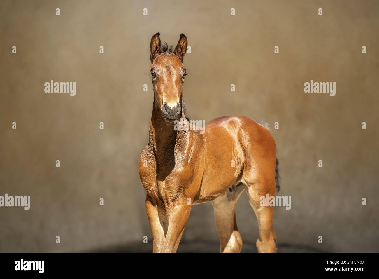 Holstein Horse Foal Stock Photo - Alamy