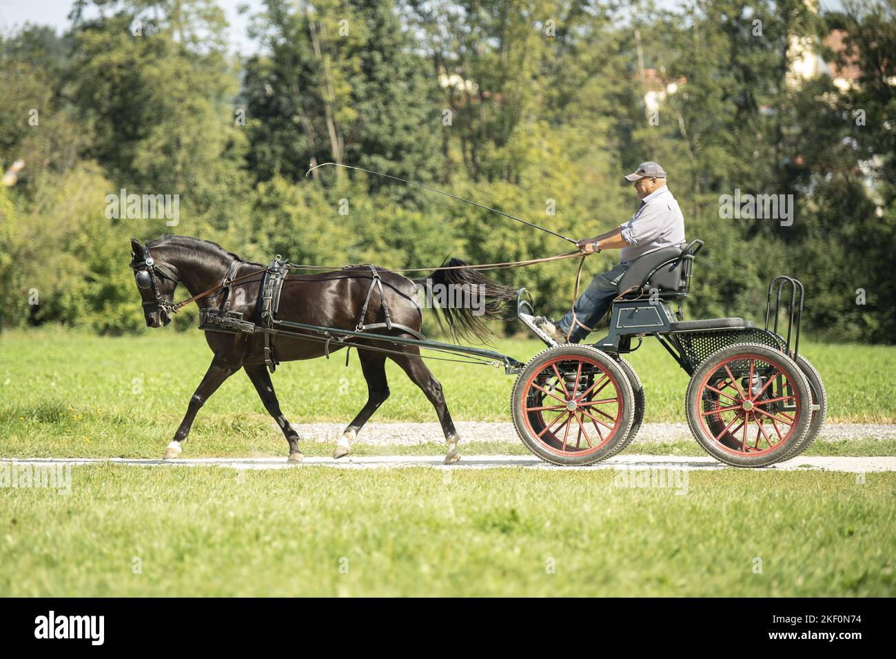 German Riding Pony with carriage Stock Photo - Alamy