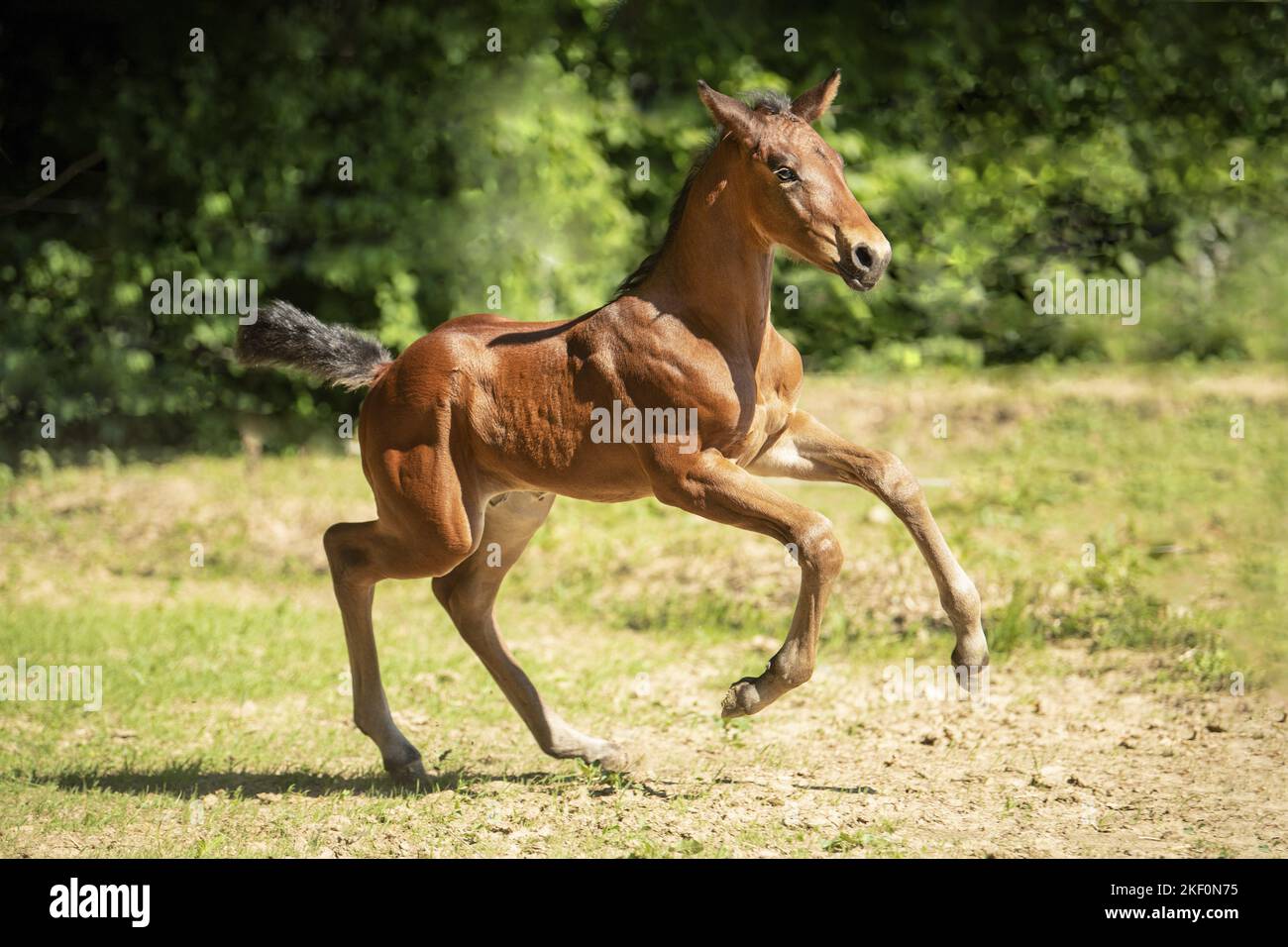 Strip grazing horse hi-res stock photography and images - Alamy