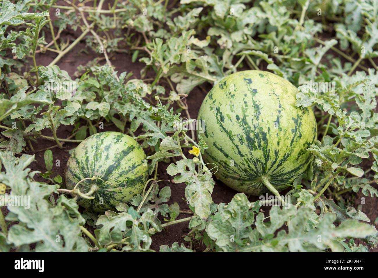 Watermelon plant with fruit, leaf, stems and flowers in a vegetable ...