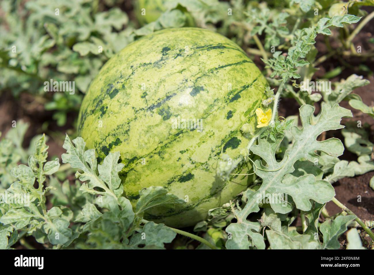 Watermelon plant with fruit, leaf, stems and flowers in a vegetable ...