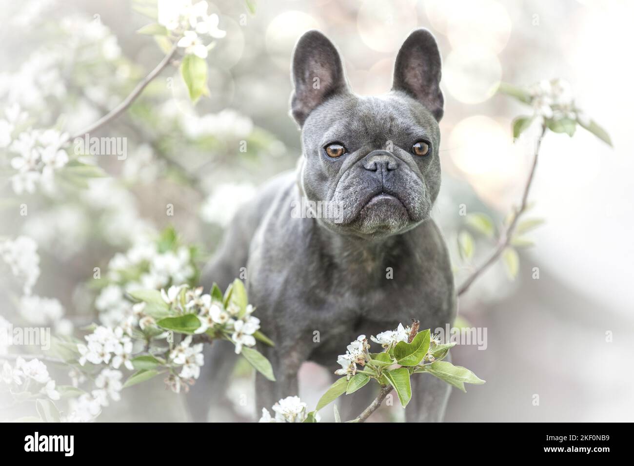 French Bulldog in spring Stock Photo - Alamy