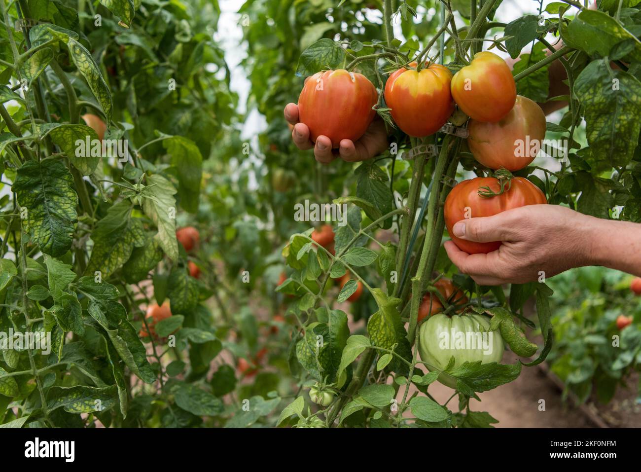 Tomato hands hi-res stock photography and images - Alamy