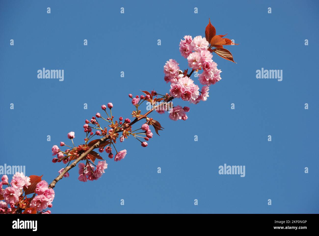 Japan cherry tree Stock Photo - Alamy