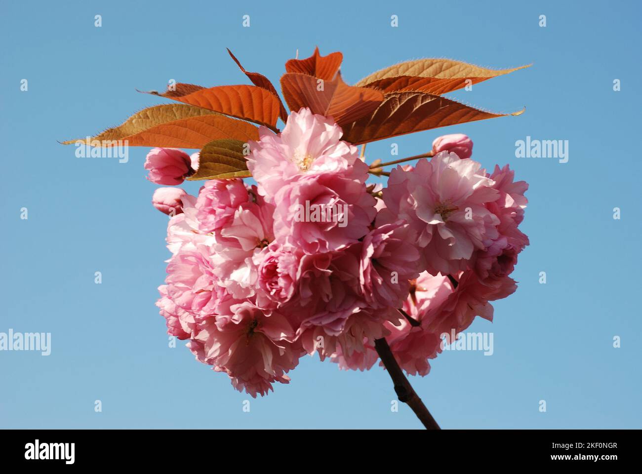 Japan cherry tree Stock Photo - Alamy