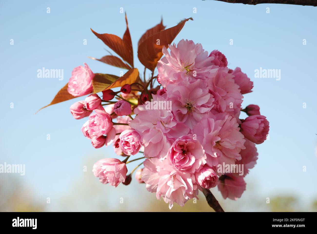 Japan cherry tree Stock Photo - Alamy