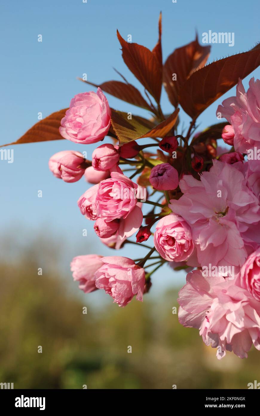 Japan cherry tree Stock Photo - Alamy