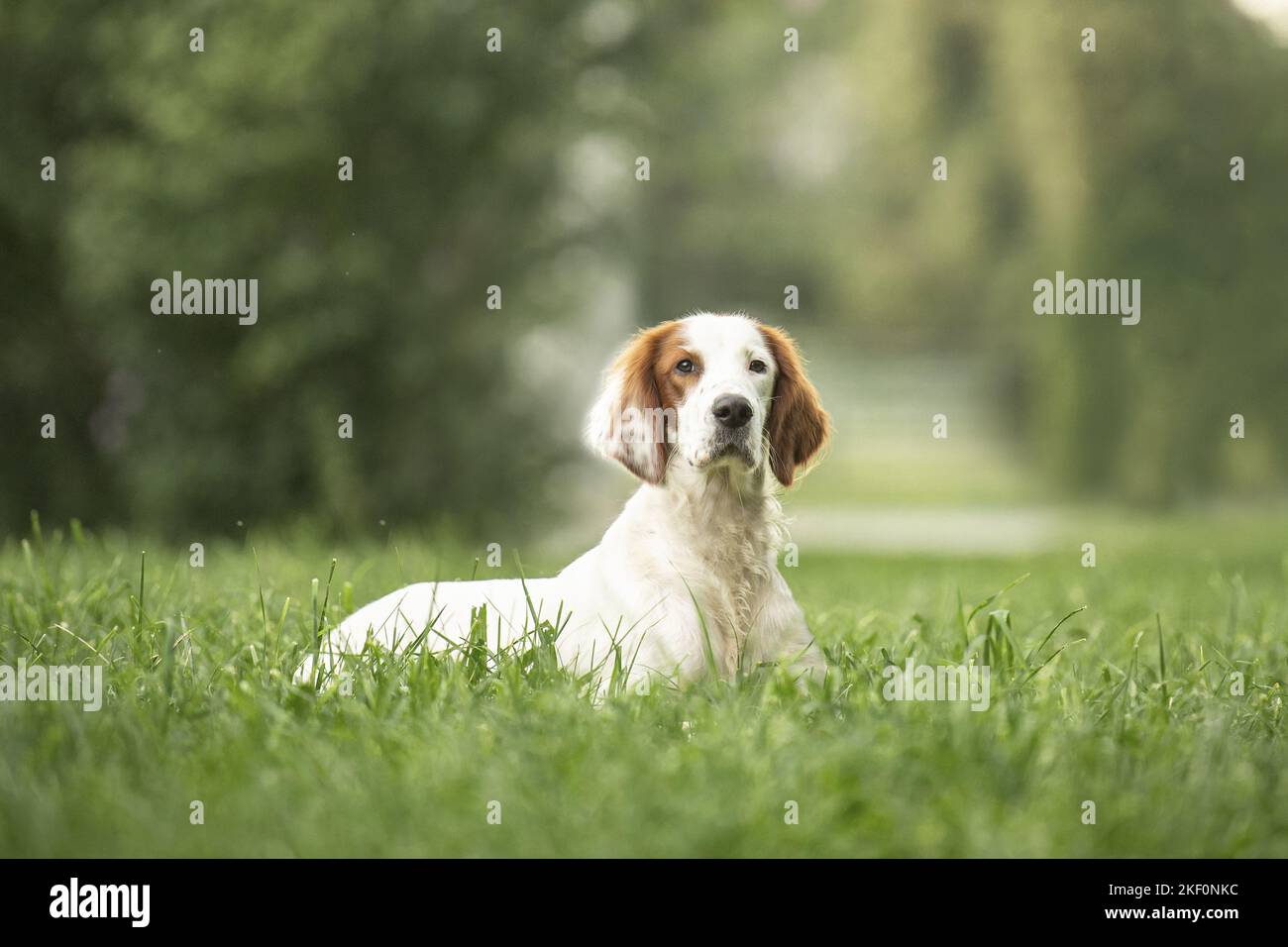 Irish setter lying in hi-res stock photography and images - Alamy