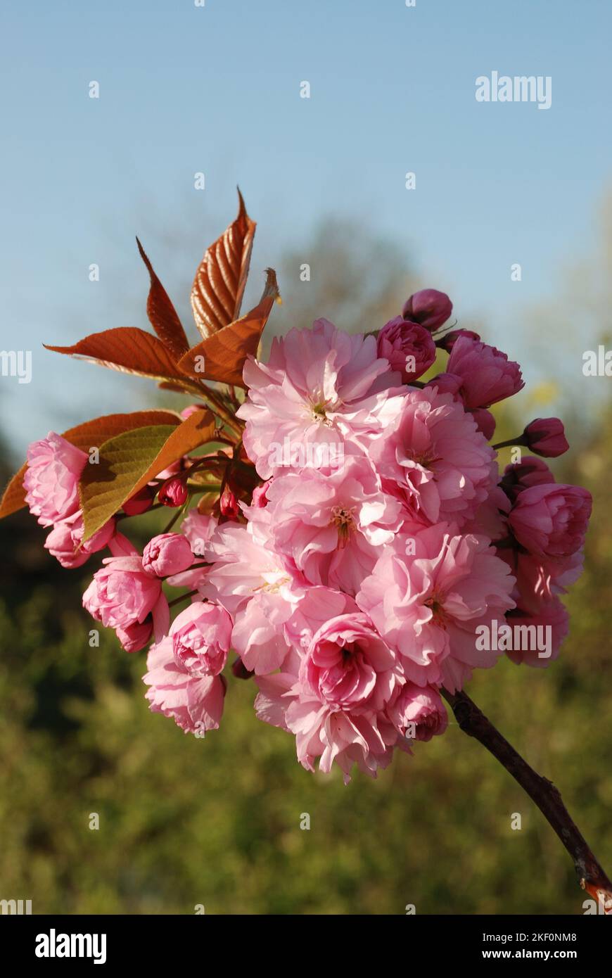 Japan cherry tree Stock Photo - Alamy