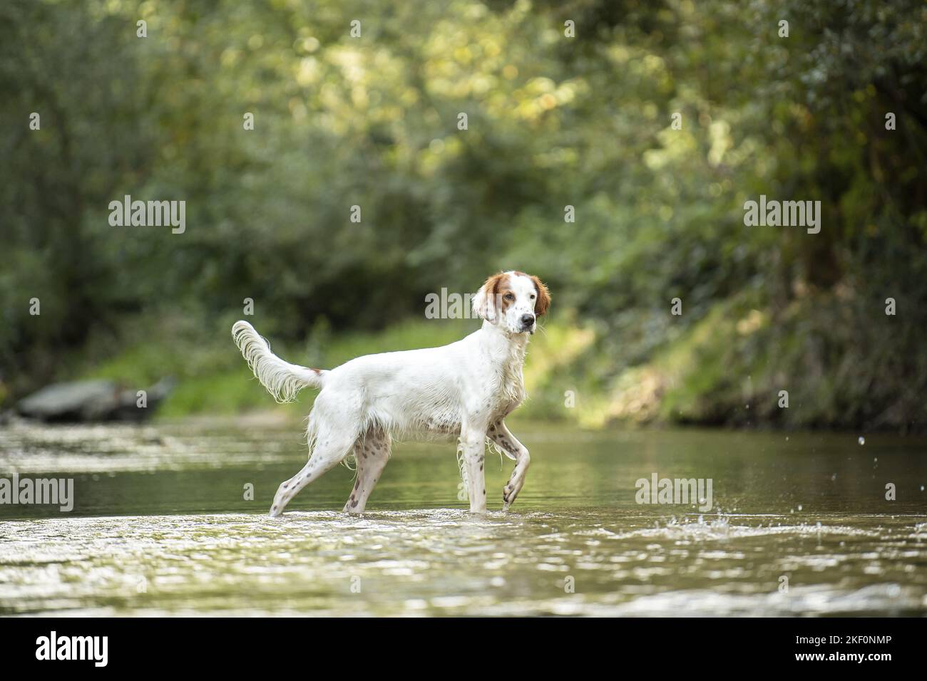 Irish setter in river hi-res stock photography and images - Alamy