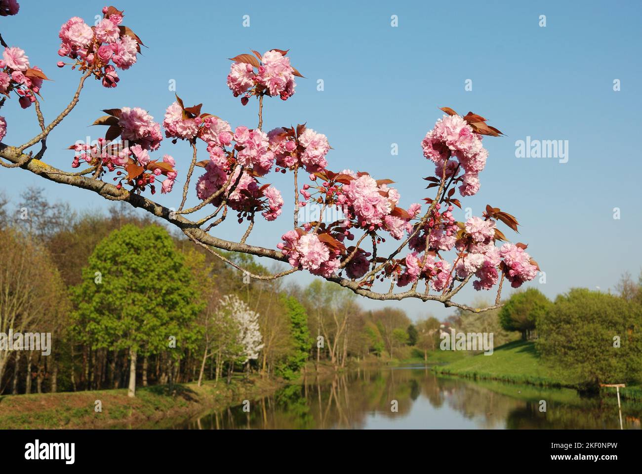 Japan cherry tree Stock Photo - Alamy