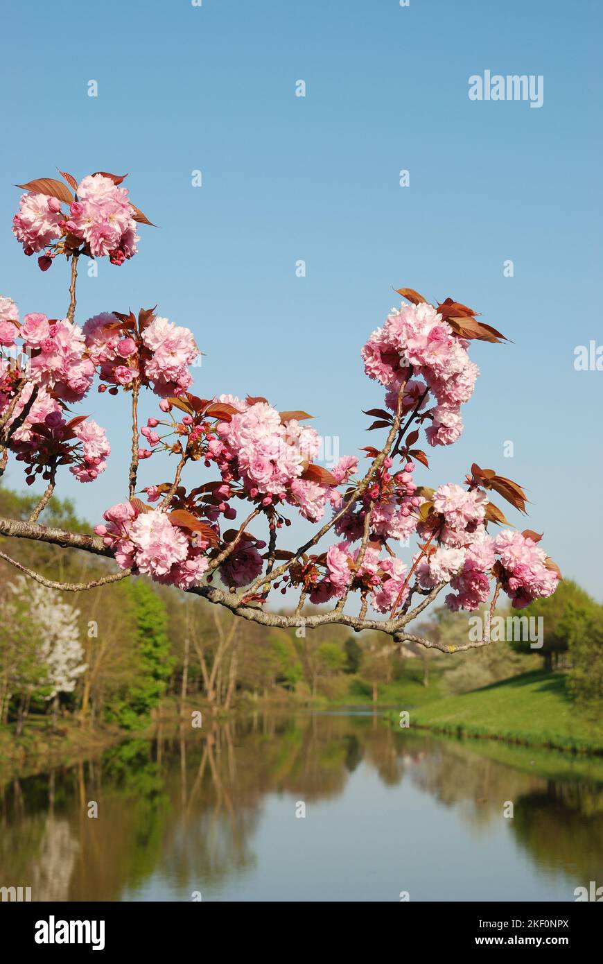 Japan cherry tree Stock Photo - Alamy