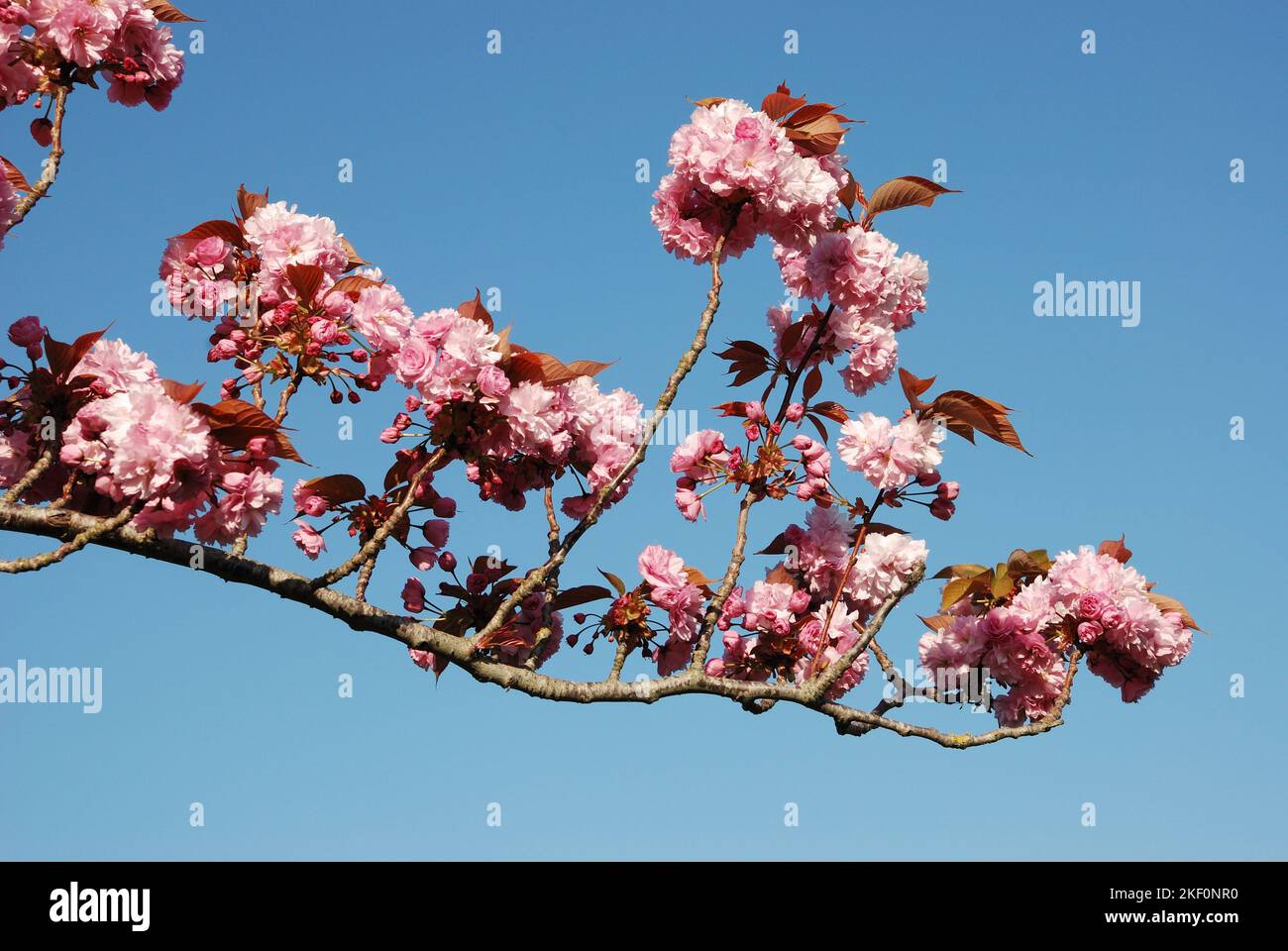 Japan cherry tree Stock Photo - Alamy