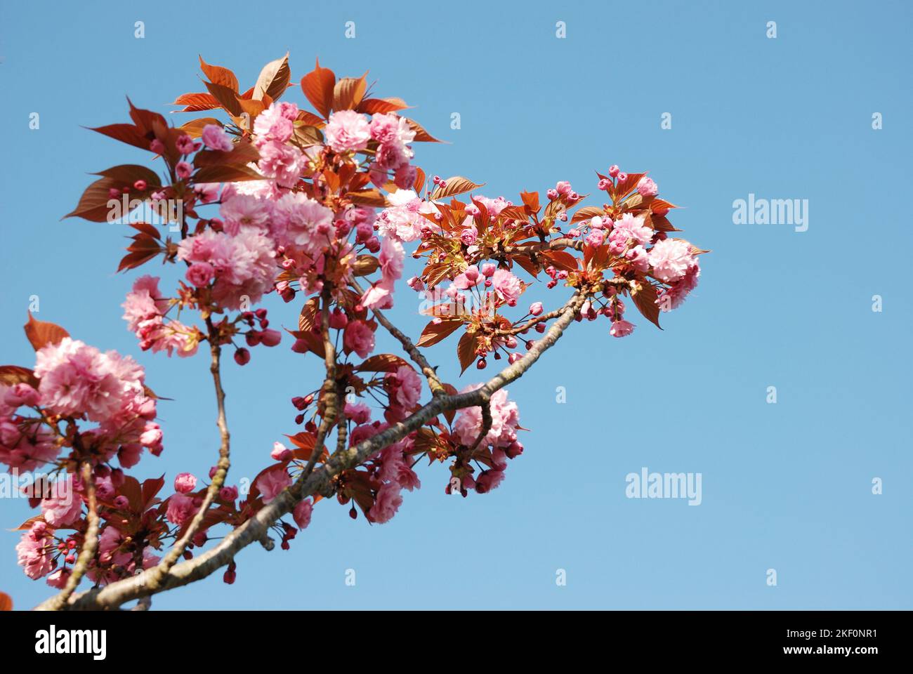 Japan cherry tree Stock Photo - Alamy