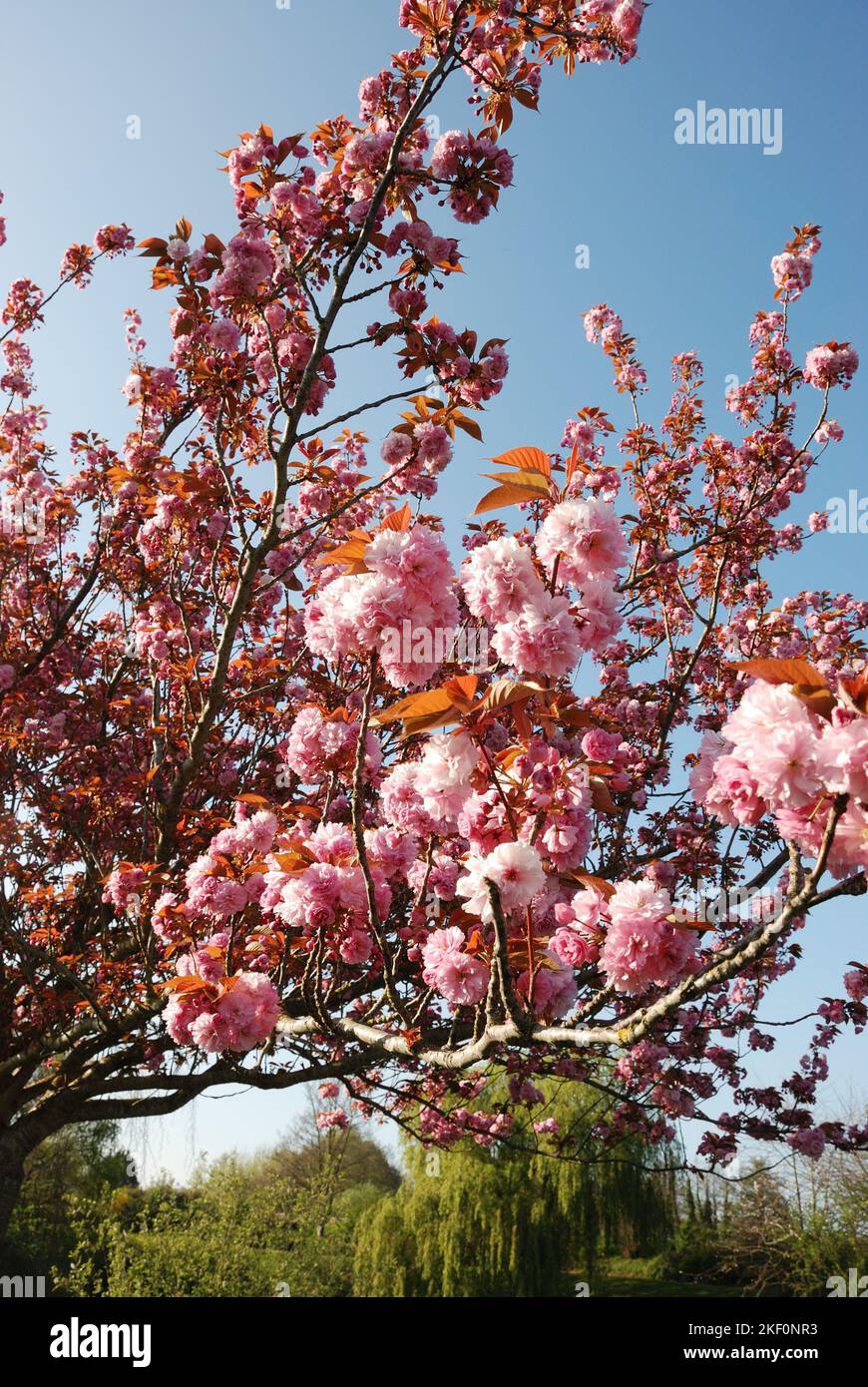 Japan cherry tree Stock Photo - Alamy