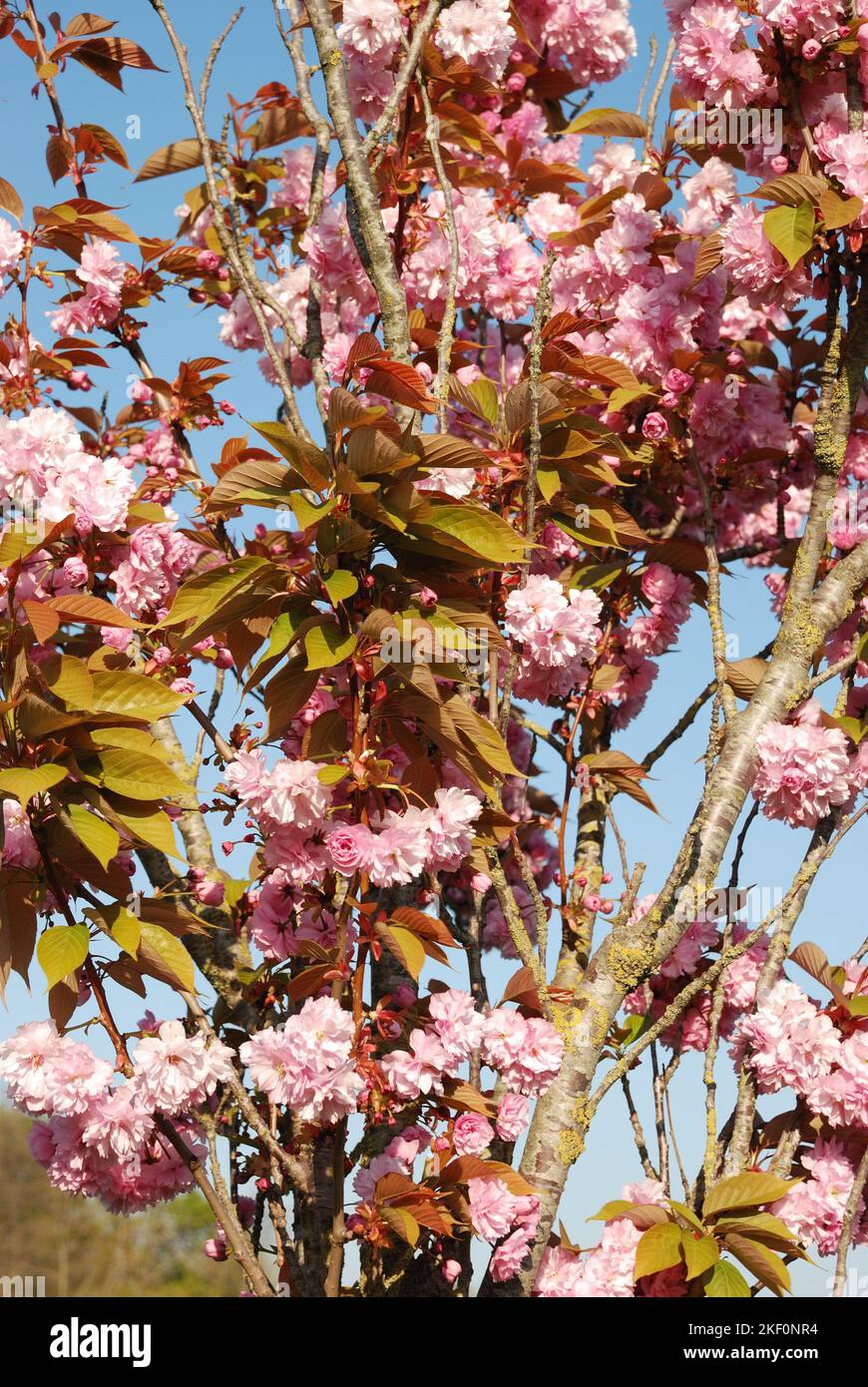 Japan cherry tree Stock Photo - Alamy