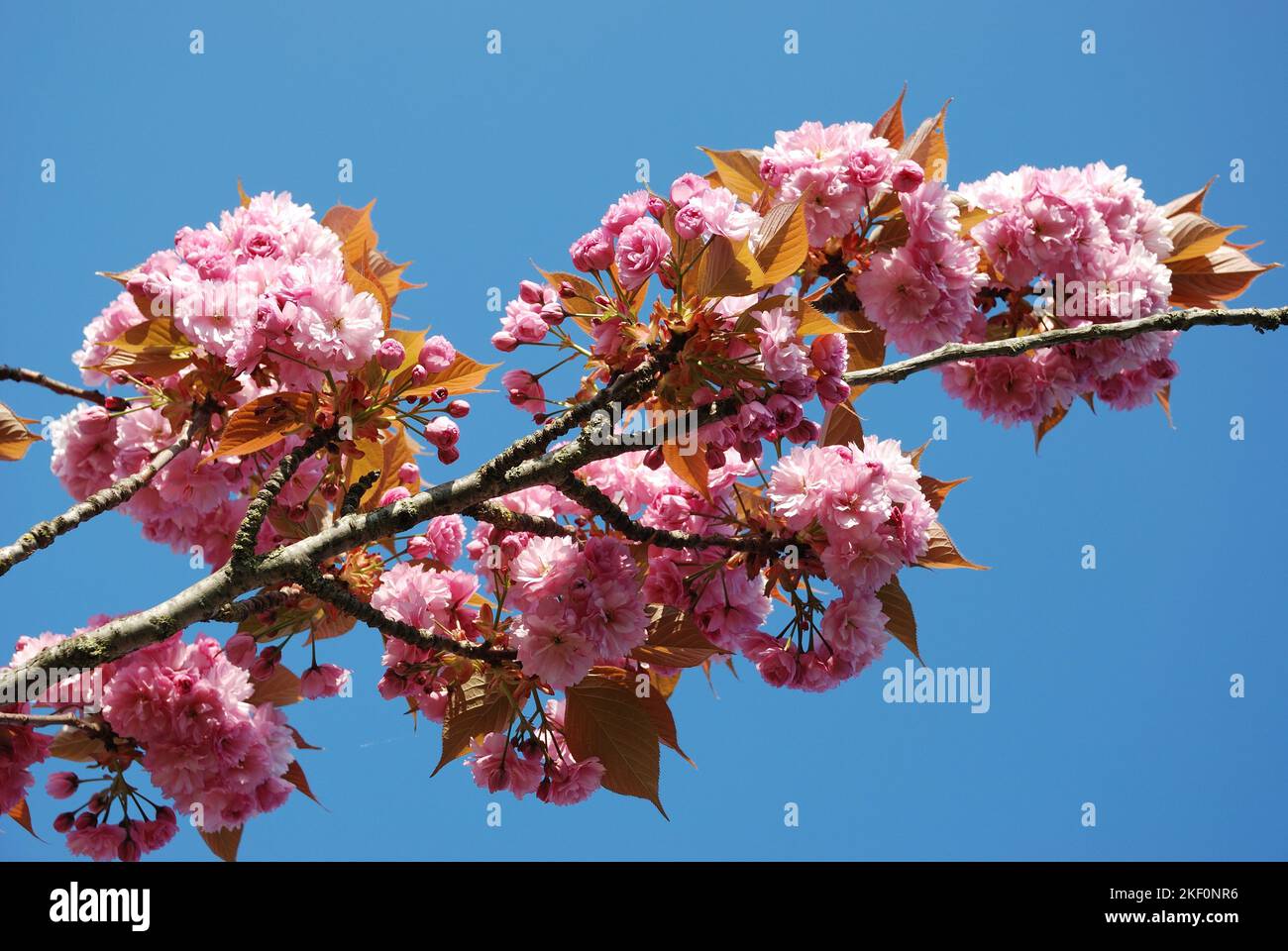 Japan cherry tree Stock Photo - Alamy