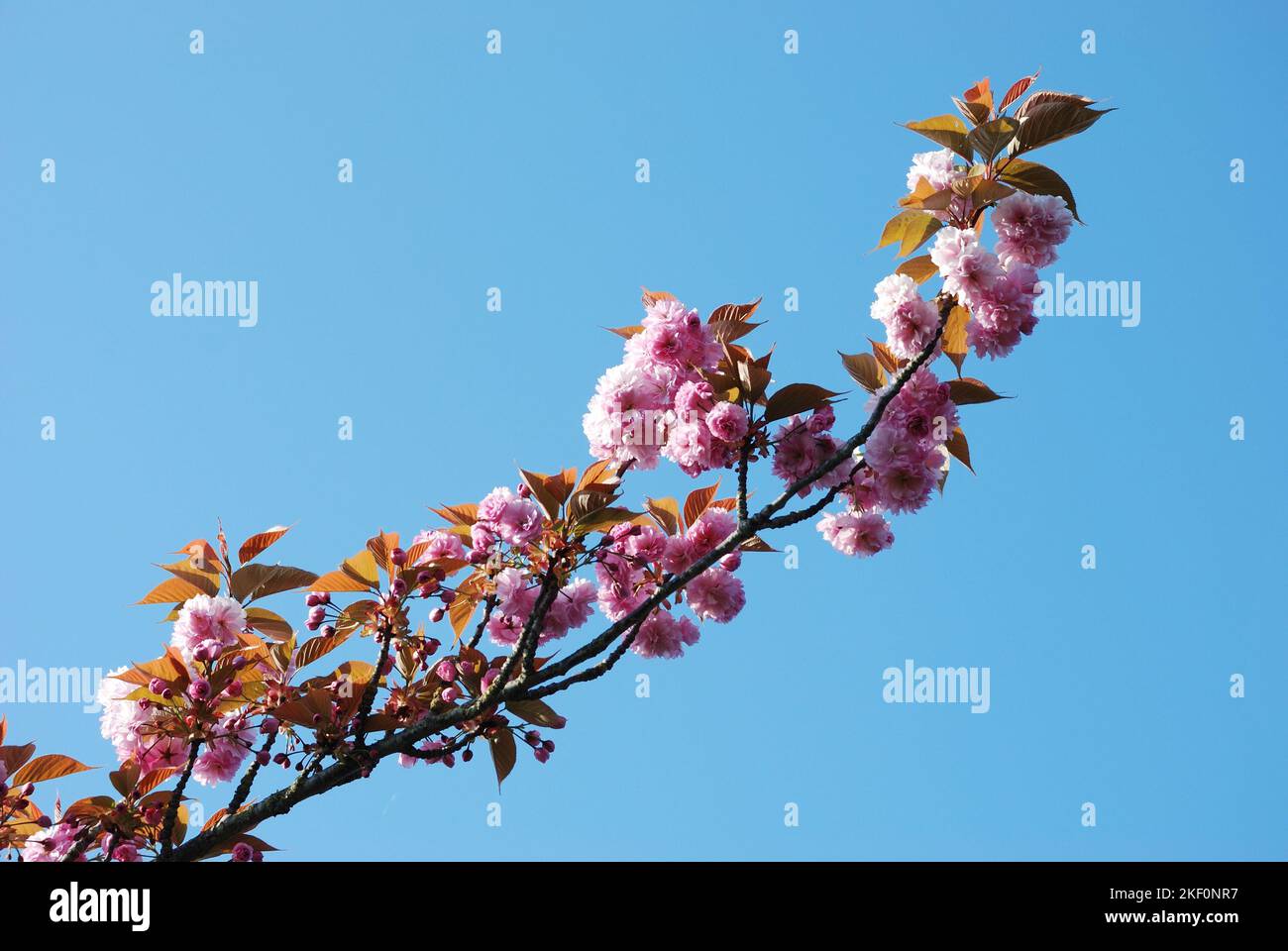 Japan cherry tree Stock Photo - Alamy