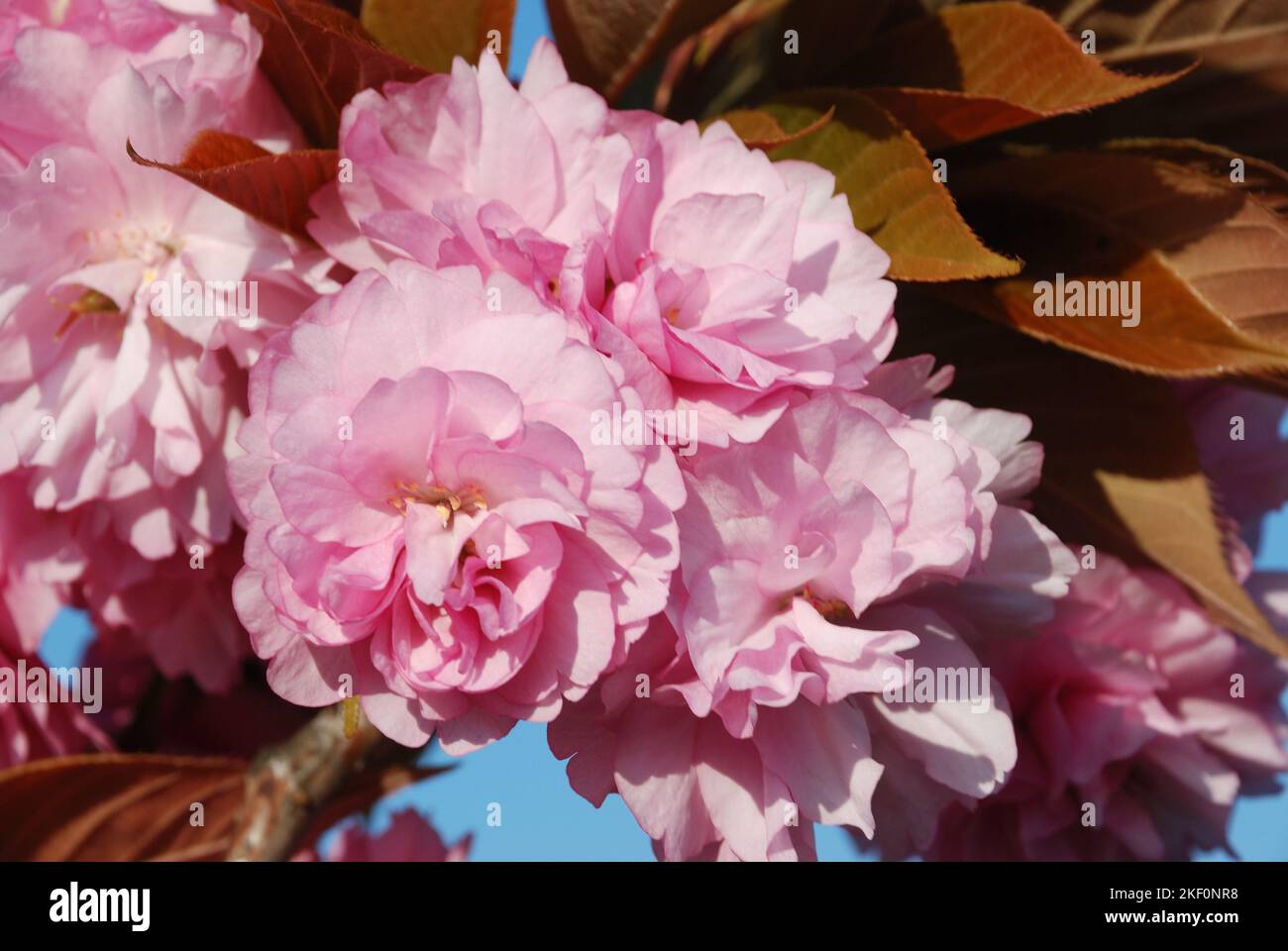 Japan cherry tree Stock Photo - Alamy