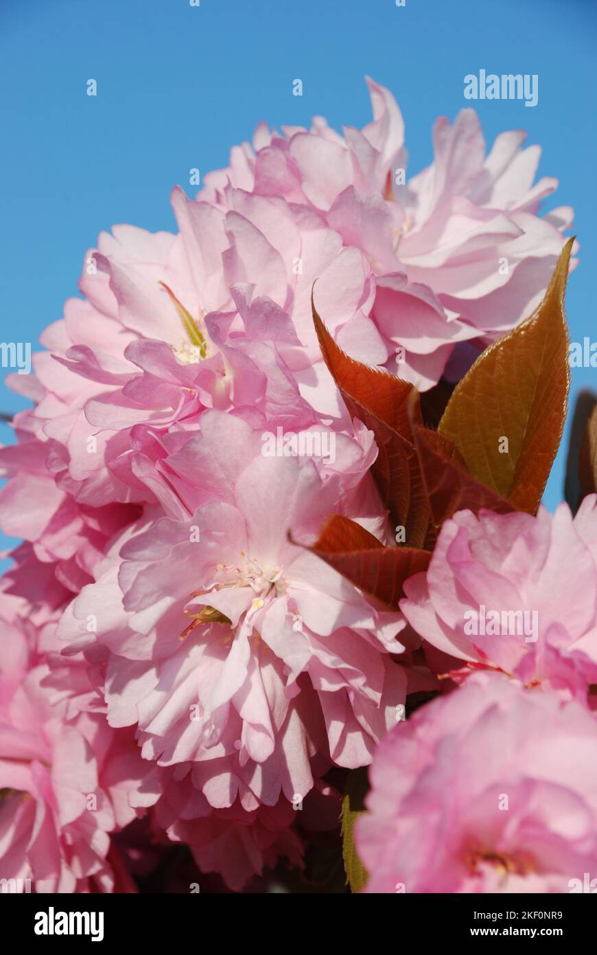 Japan cherry tree Stock Photo - Alamy