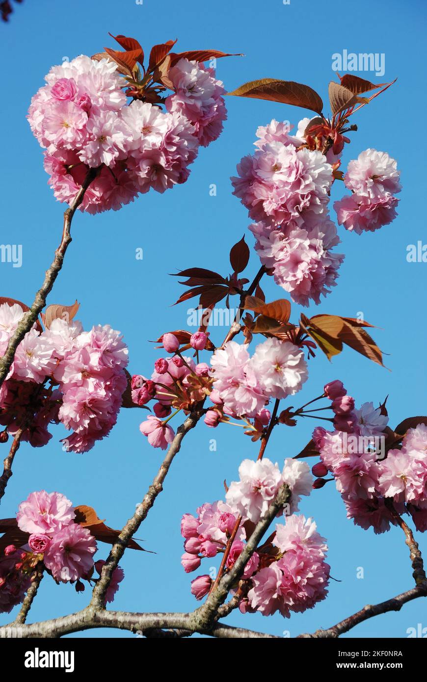 Japan cherry tree Stock Photo - Alamy