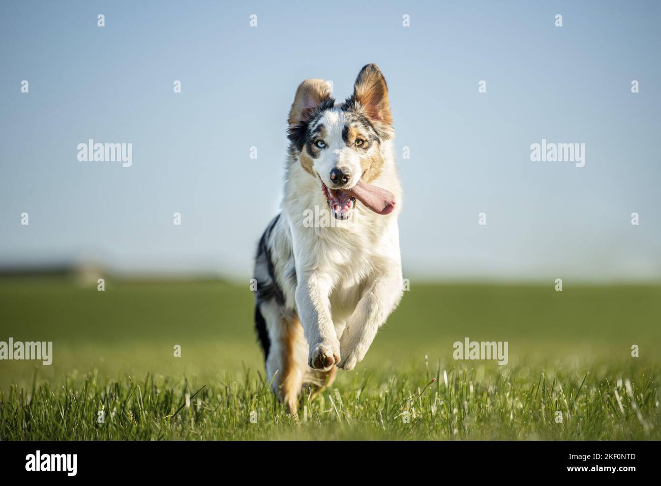 adult Australian Shepherd Stock Photo - Alamy