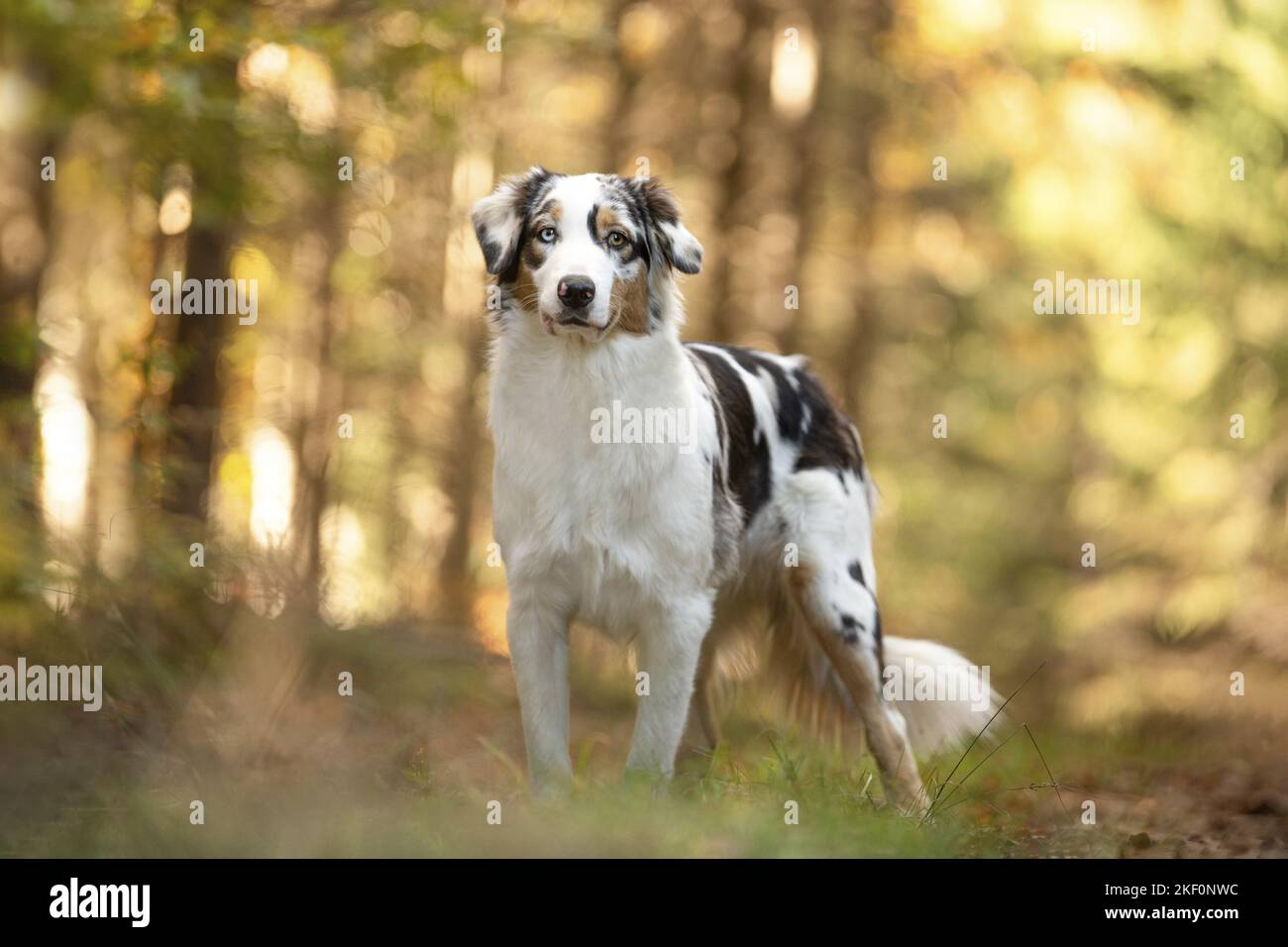 adult Australian Shepherd Stock Photo - Alamy