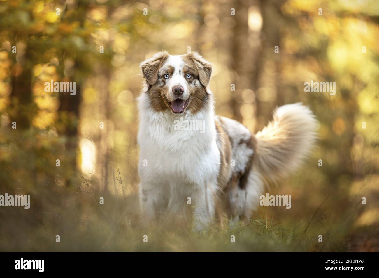 adult Australian Shepherd Stock Photo - Alamy