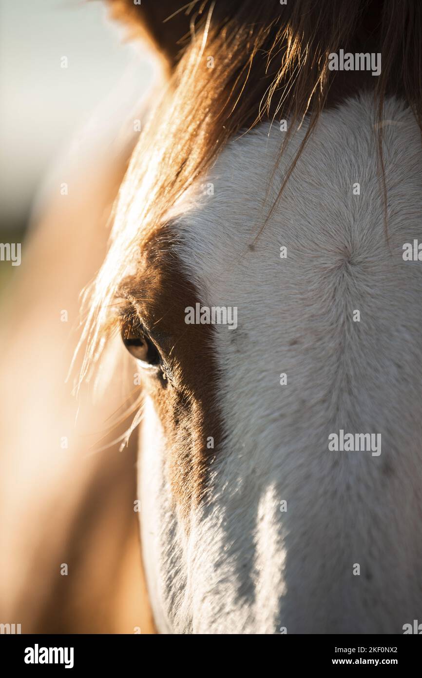 Quarter Horse eye Stock Photo - Alamy