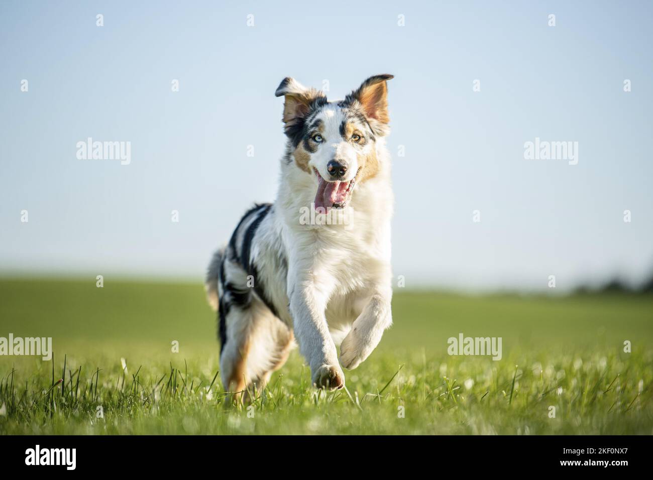 adult Australian Shepherd Stock Photo - Alamy