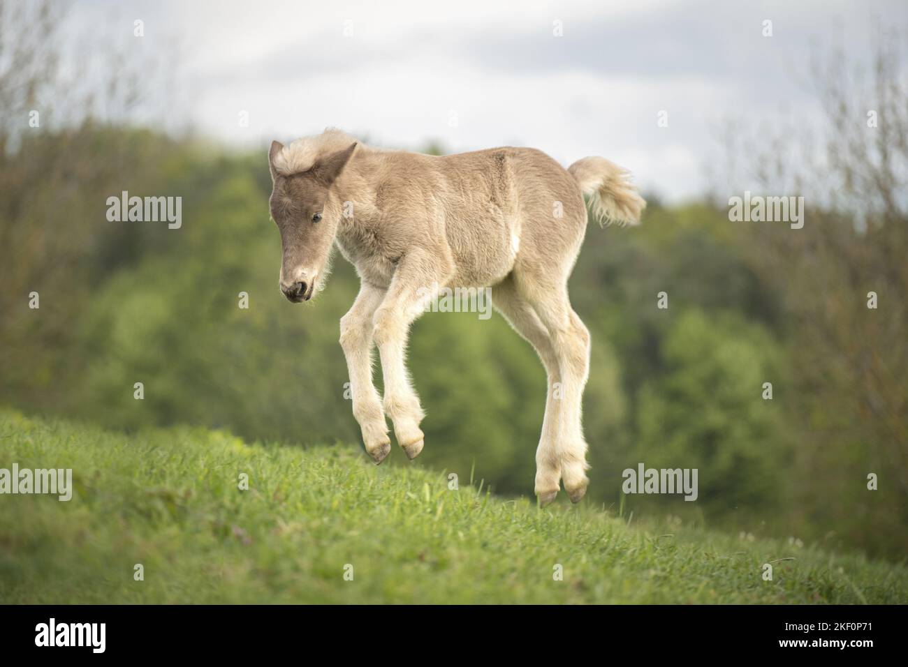 Icelandic horse foal Stock Photo - Alamy