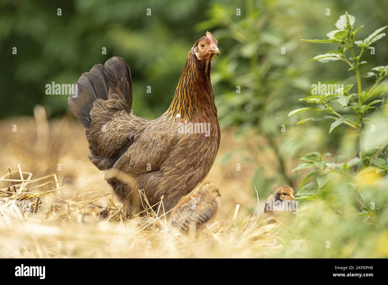 3 baby chickens hi-res stock photography and images - Alamy