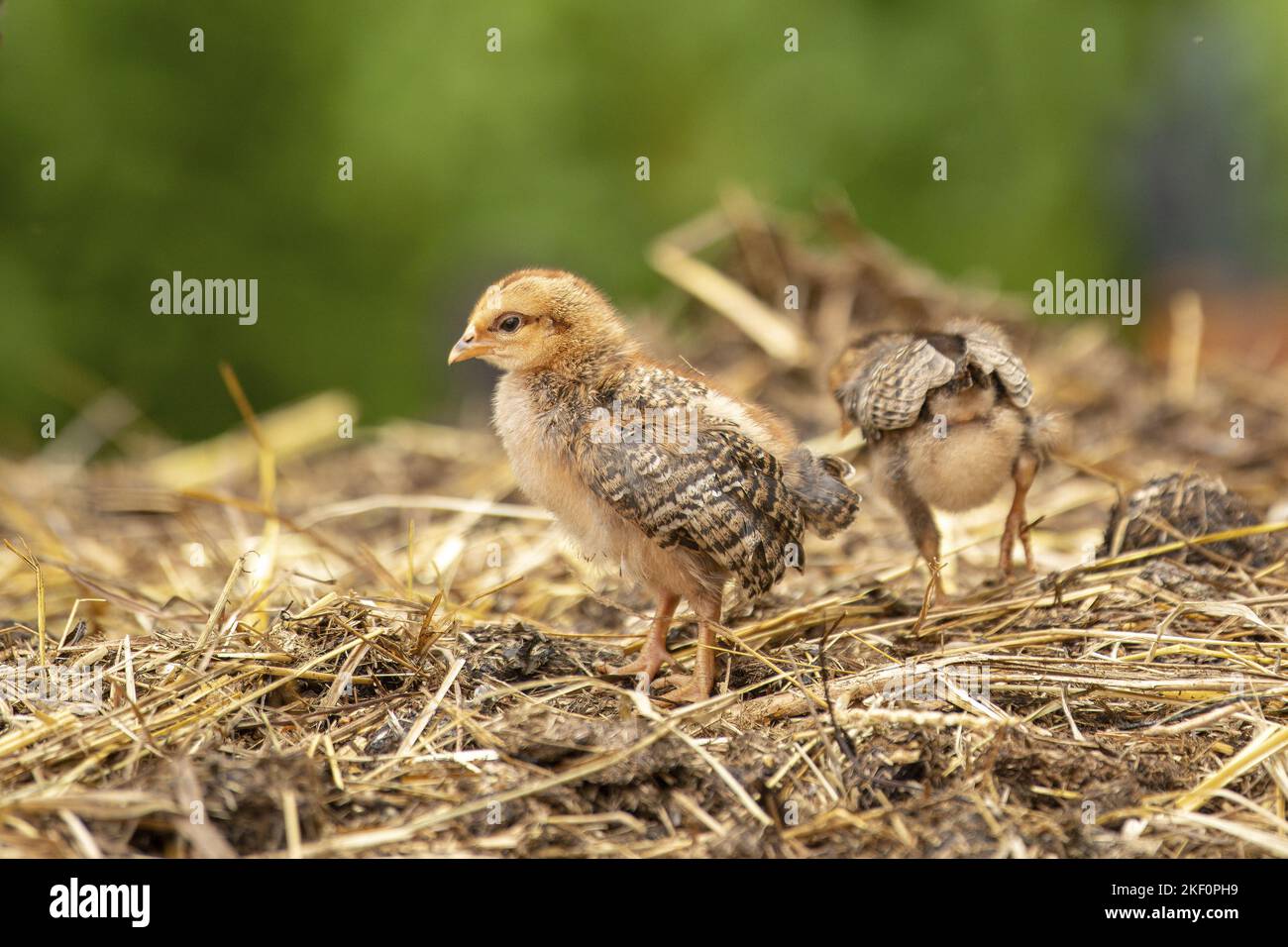 Dung midden hi-res stock photography and images - Alamy