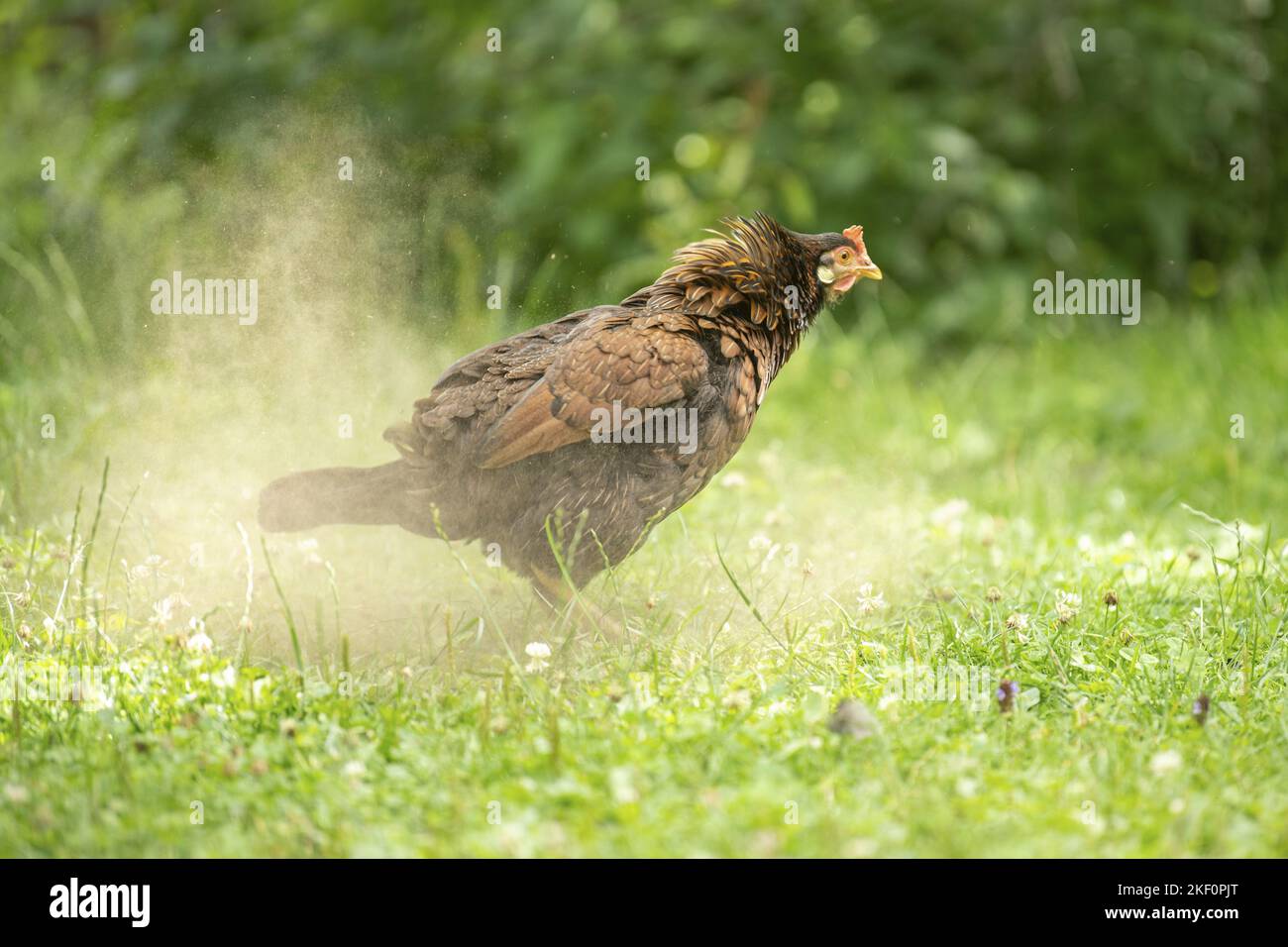 Chicken dust hi-res stock photography and images - Alamy