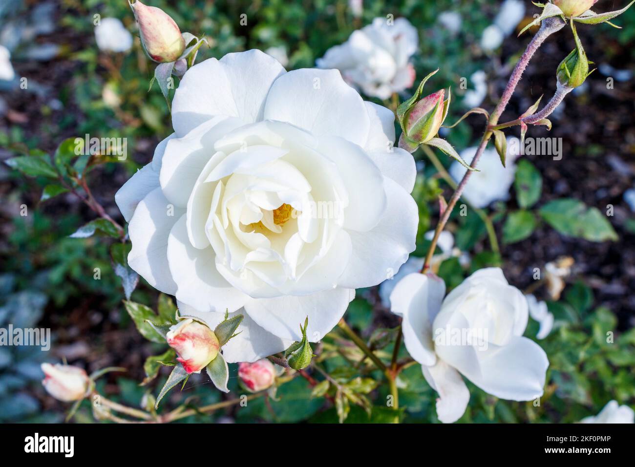Close-up of a white rose Stock Photo - Alamy