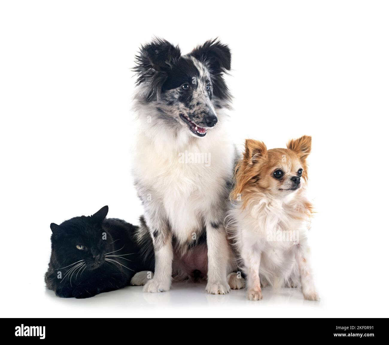 Shetland Sheepdog, chihuahua and cat in front of white background Stock ...