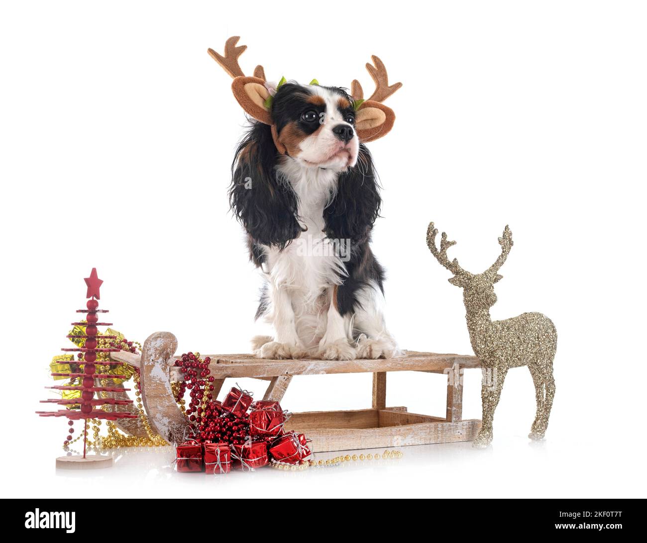 cavalier king charles in front of white background Stock Photo - Alamy