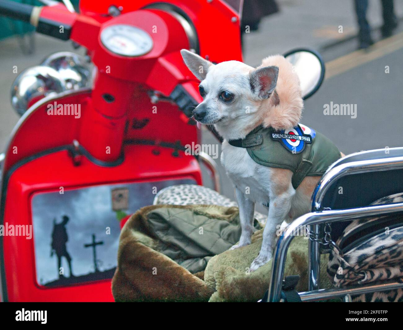 A mod dog sits on a red scooter in Brighton Stock Photo - Alamy