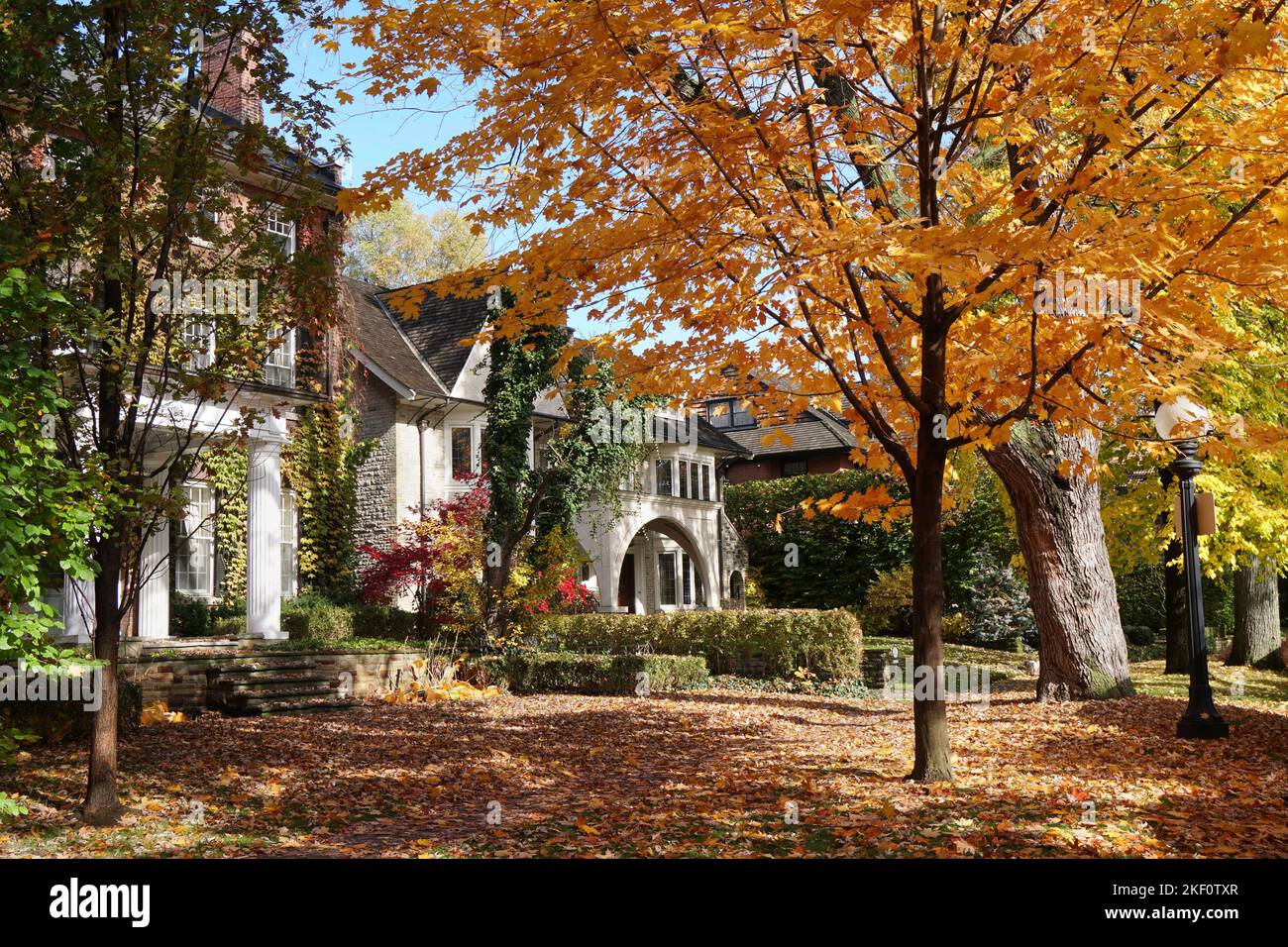 Suburban residential street with a row of Norway maple trees in ...