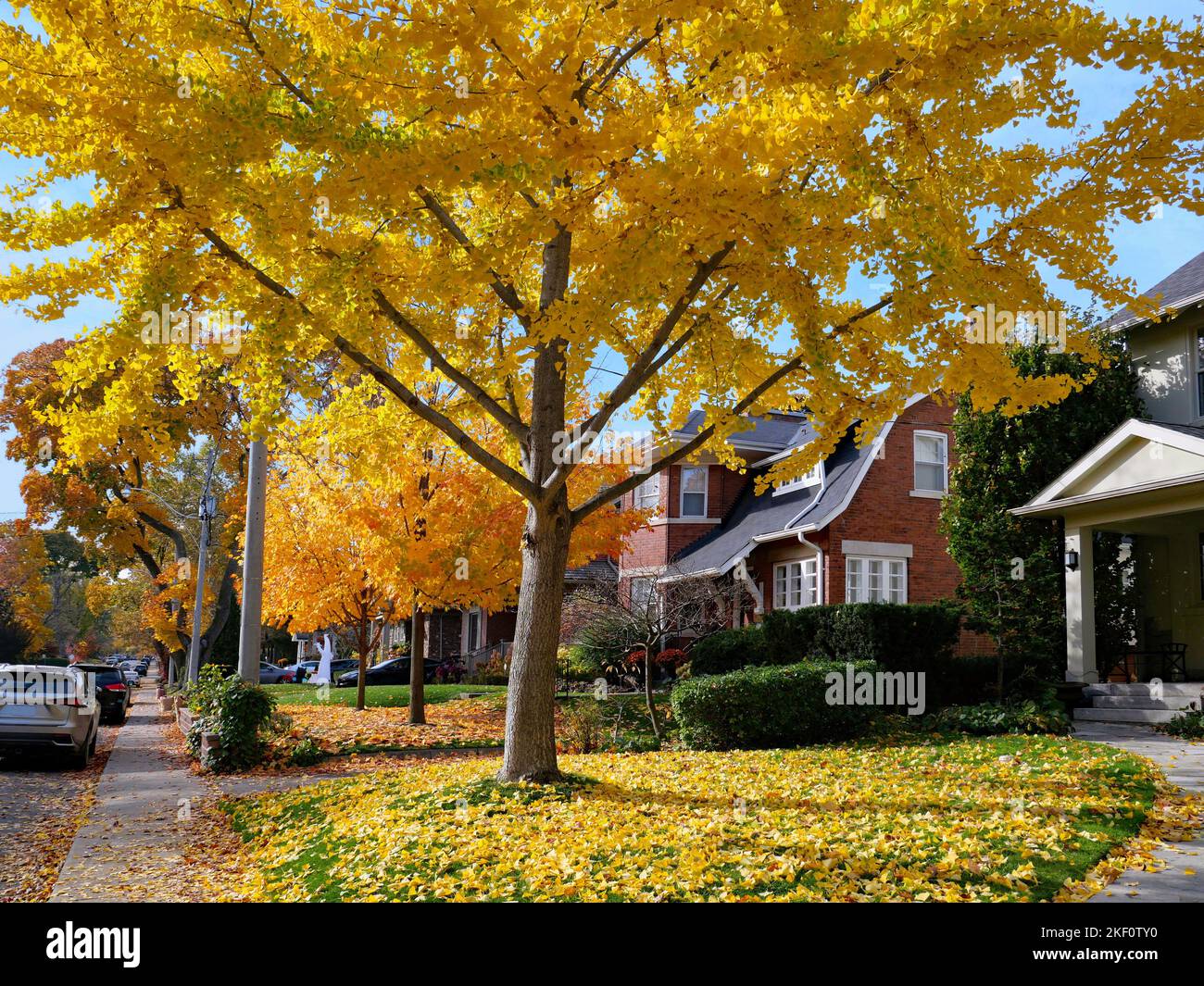 Maple Trees In Spring