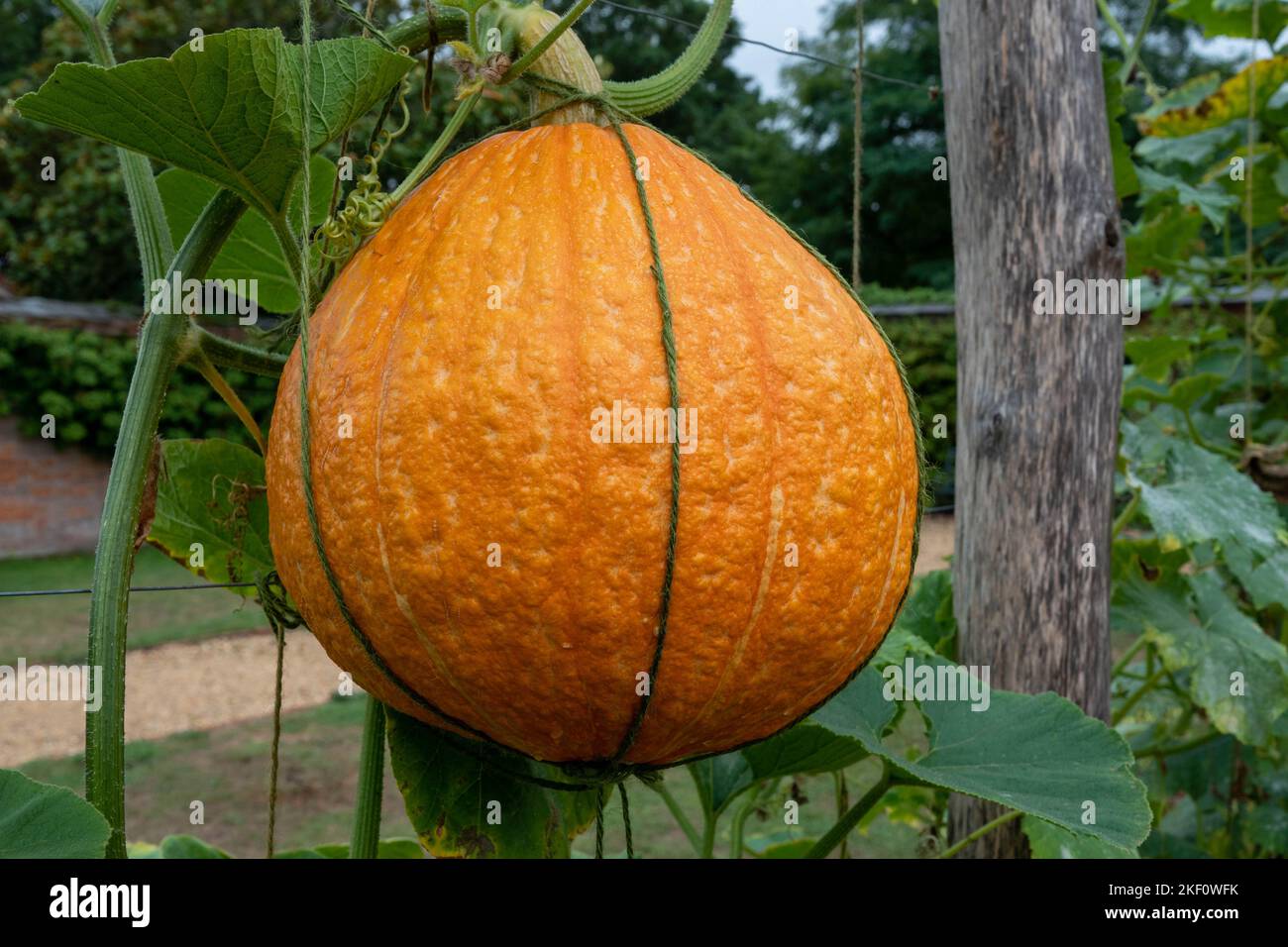 bright orange pumpkin hanging from the vine growing ready to be carved ...