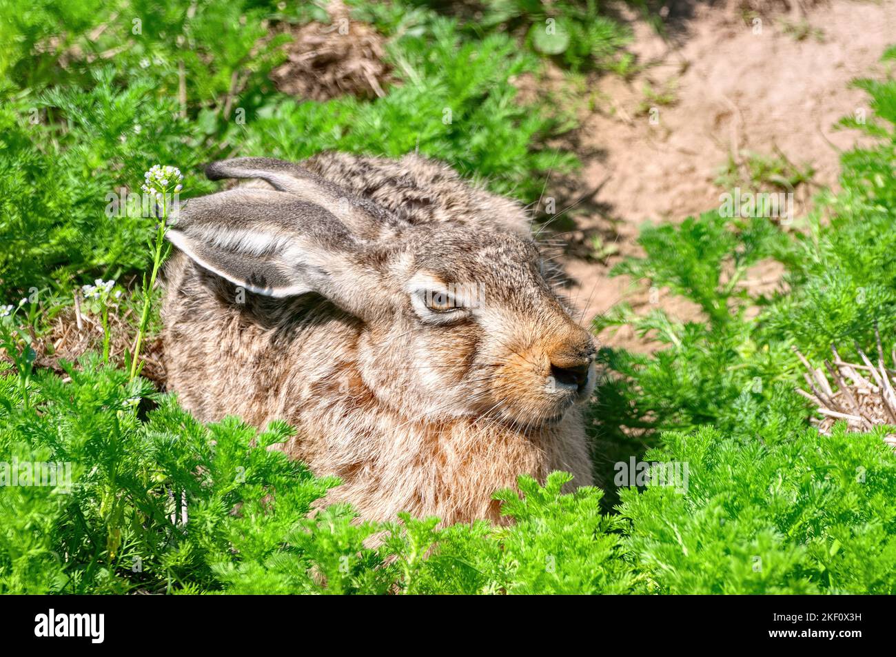 Single brown hare sitting on the green grass under the sun Stock Photo ...