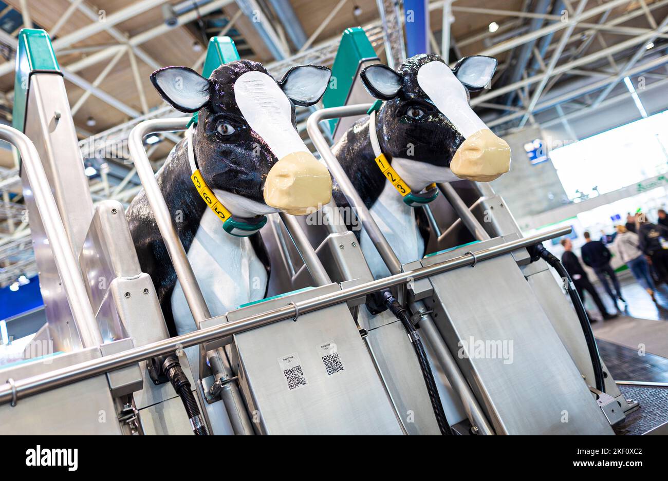 15 November 2022, Lower Saxony, Hanover: Cow models stand in a milking ...