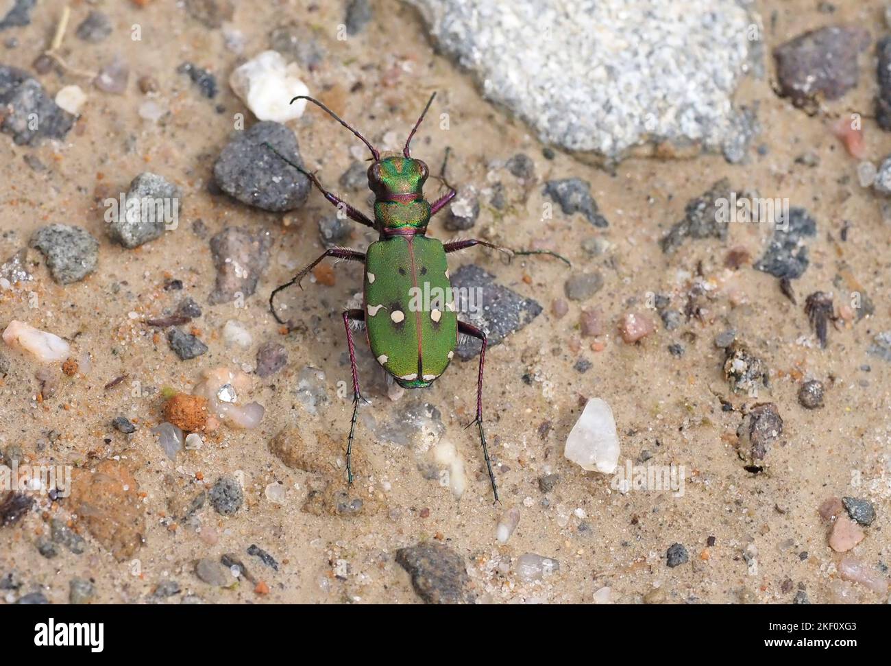 Green Tiger Beetle Stock Photo - Alamy