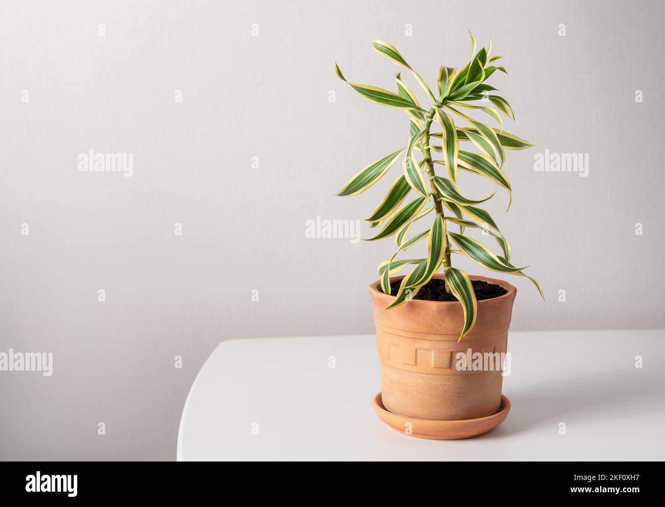 Potted Dracaena Reflexa houseplant on a white table at home. Plants in ...