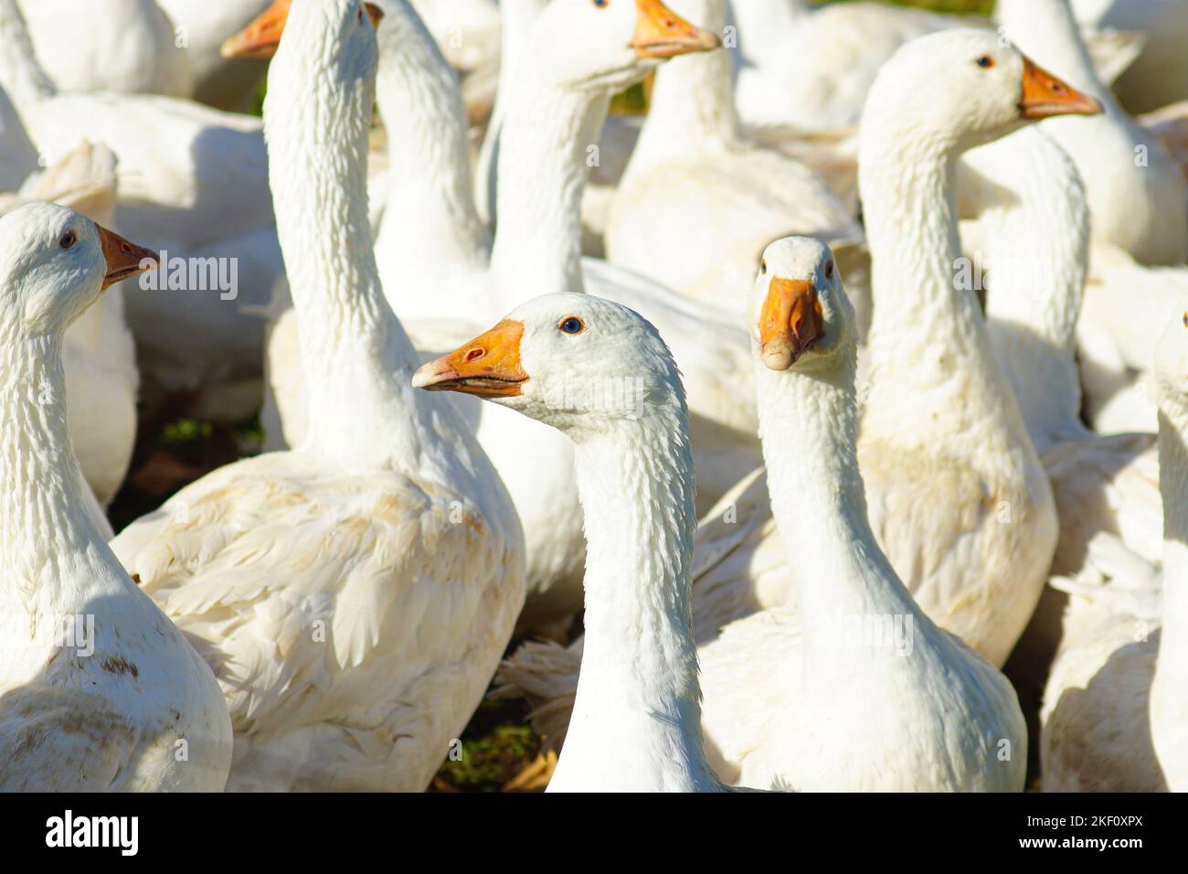 A closeup of a gaggle of domestic geese on a grass field Stock Photo ...