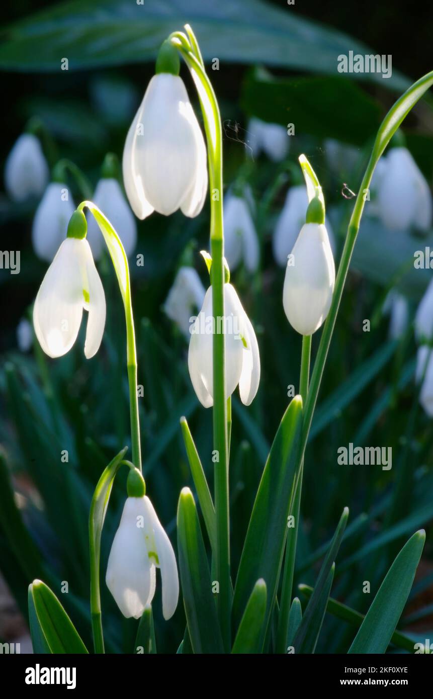 Galanthus Nivalis, Snowdrop, Plant Stock Photo - Alamy